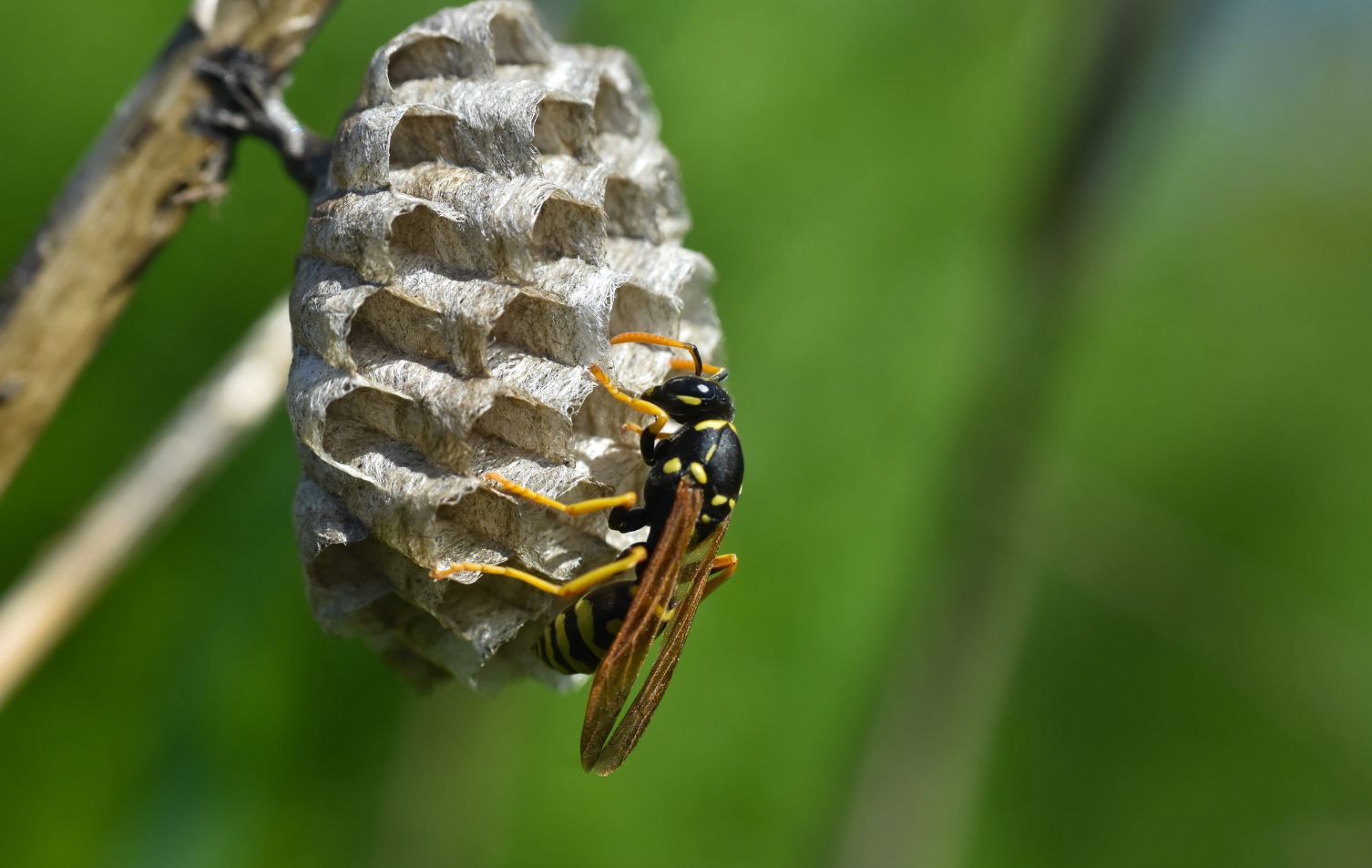 FACPD032 First Aid for Bee and Wasp Stings - EMS Education & Training